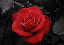 Shirley Ann Langrell: Sep 6, 1938 - Feb 12, 2025